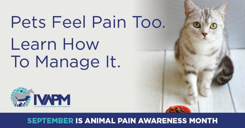 How to Recognize Pain Signs in Cats: feline pain symptoms and treatment