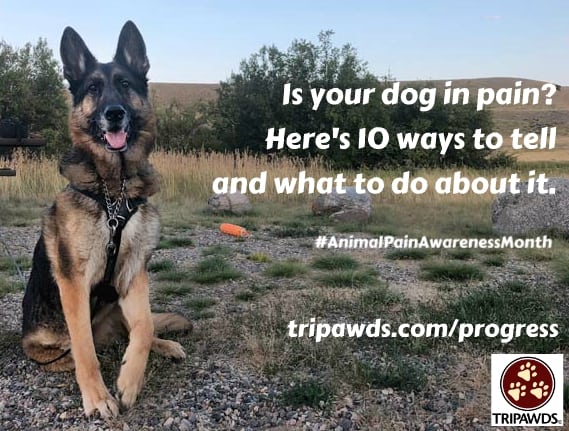 Ten Ways Dogs Show Pain