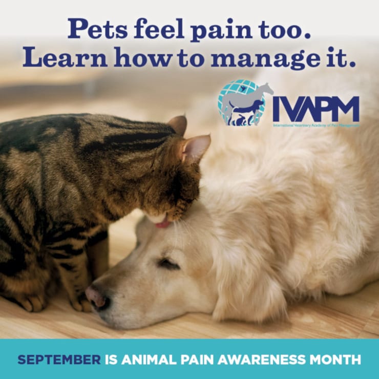 There's No Better Time to Learn the Signs of Pain in Pets - Tripawds
