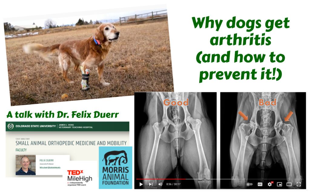 Learn How to Prevent Arthritis in Tripawds and Other Dogs - Tripawds