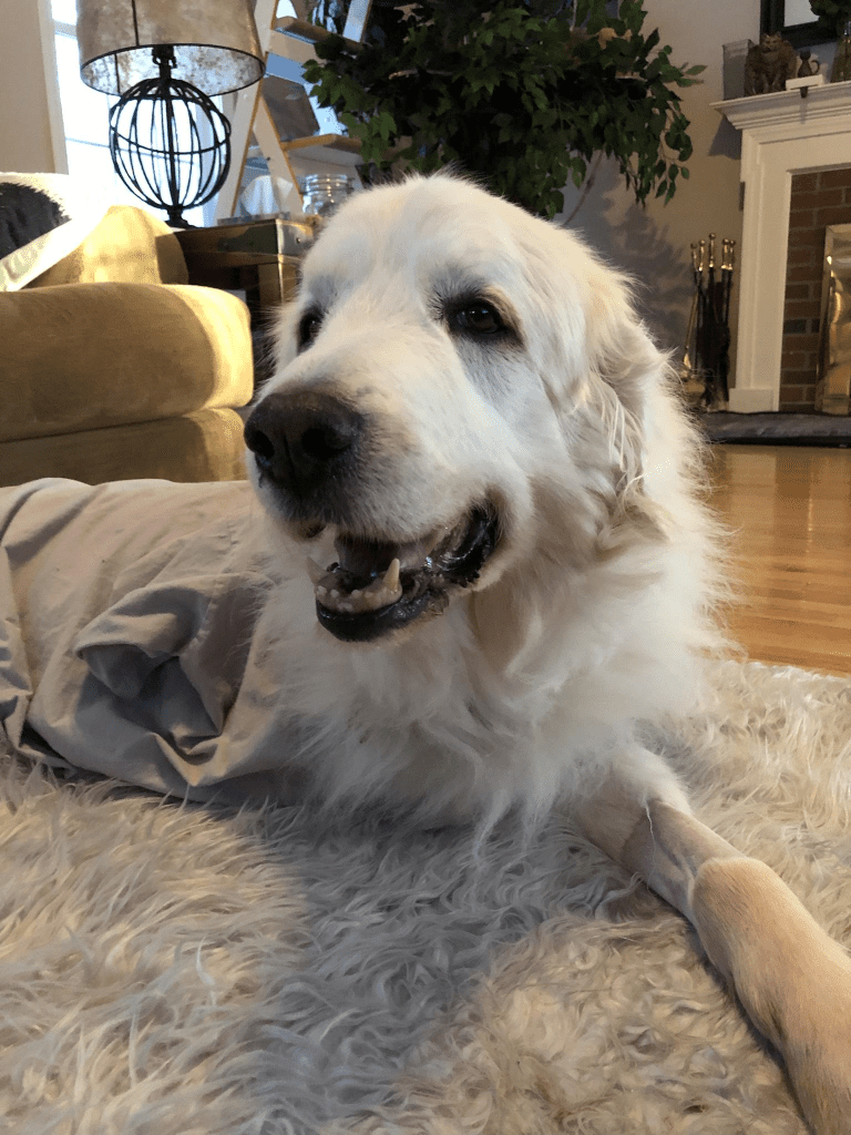 Tripawd Hygroma Healing Tips from a Vet Expert - Tripawds