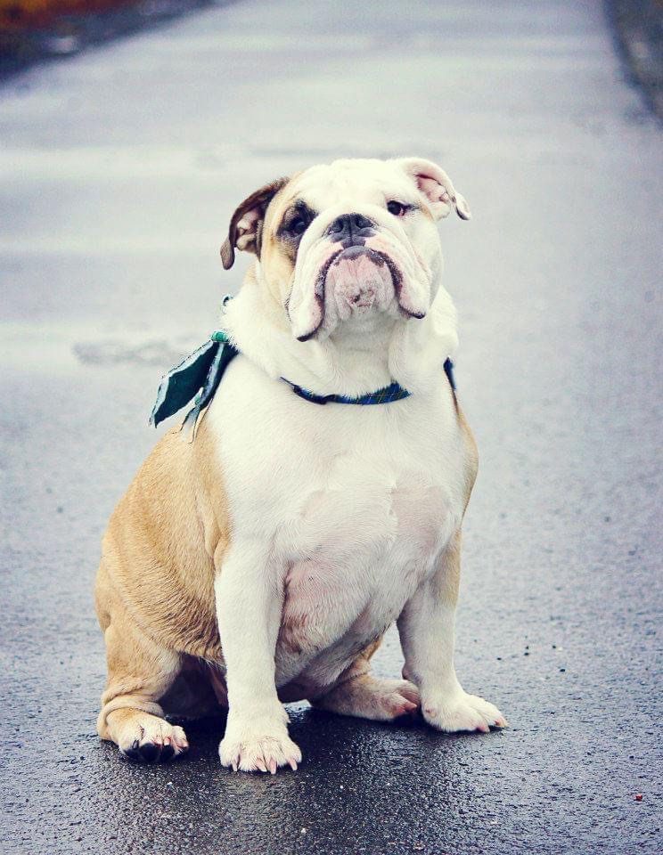 Tripawd Tuesday: Winnie the Senior Bulldog - Tripawds