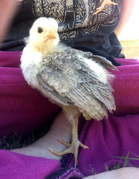 One-legged Chicken Una Inspires on Tripawd Tuesday