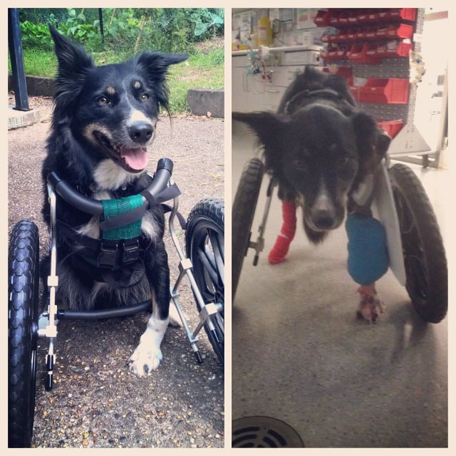 Tripawd Ziggy Recovers from Angular Limb Surgery