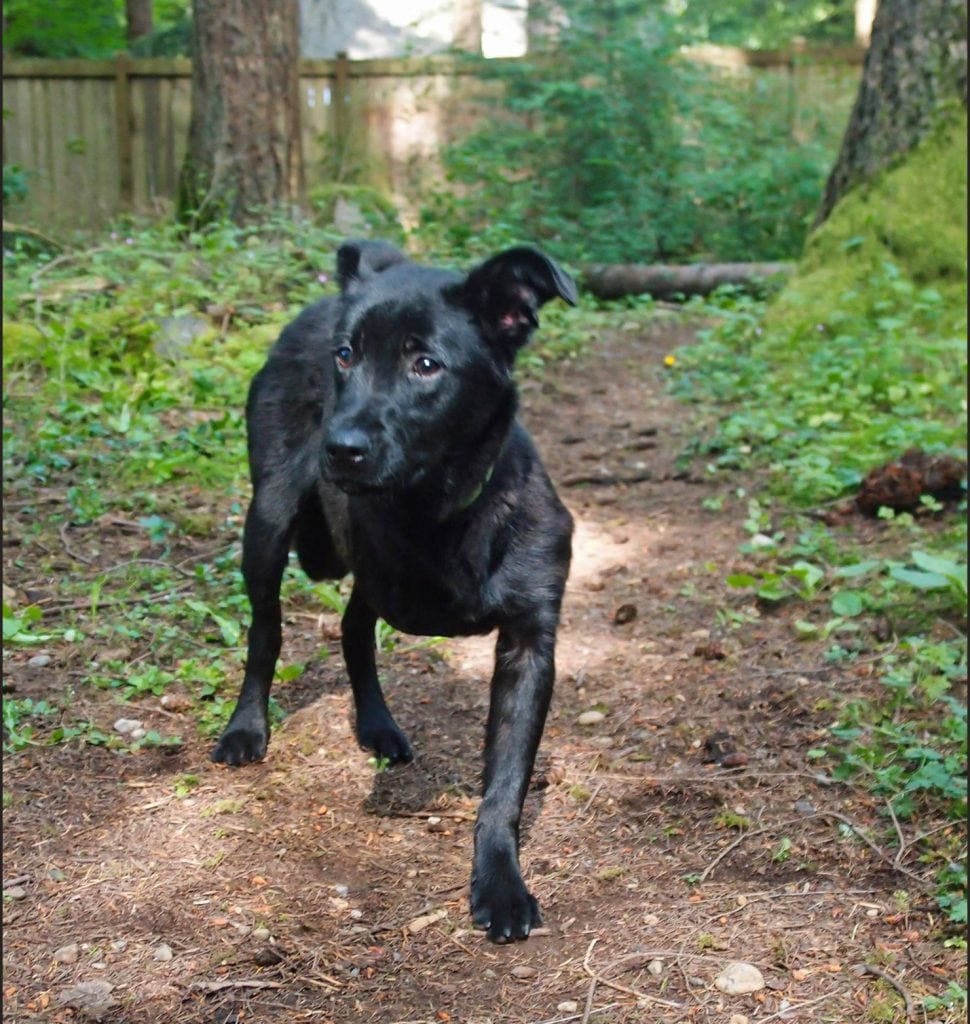 Tripawd Tuesday Celebrates Cora's Miracle